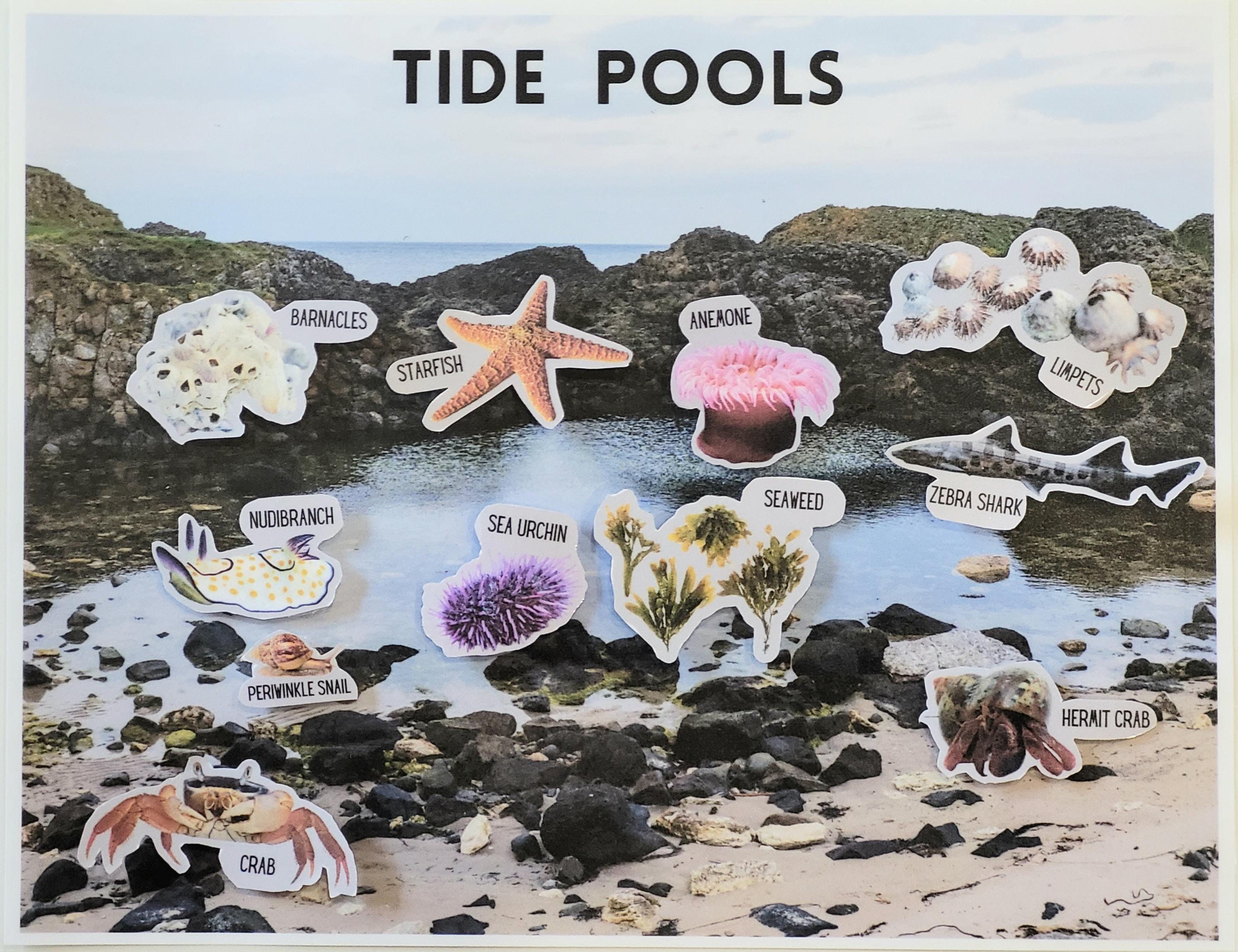 Ocean Animals Tide Pools Sorting Activity Kindergarten Homeschool ...