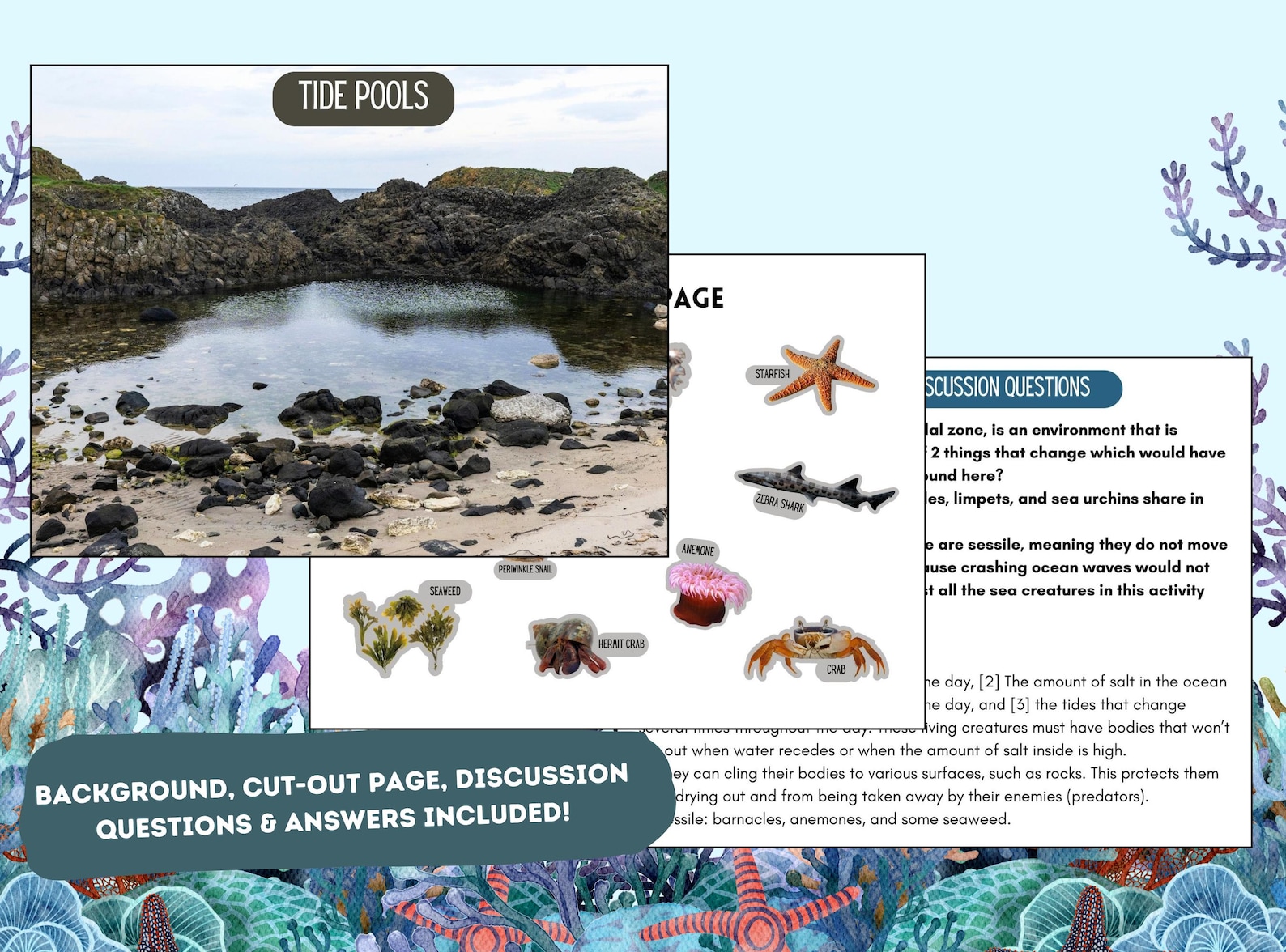 Ocean Animals Tide Pools Sorting Activity Kindergarten Homeschool ...