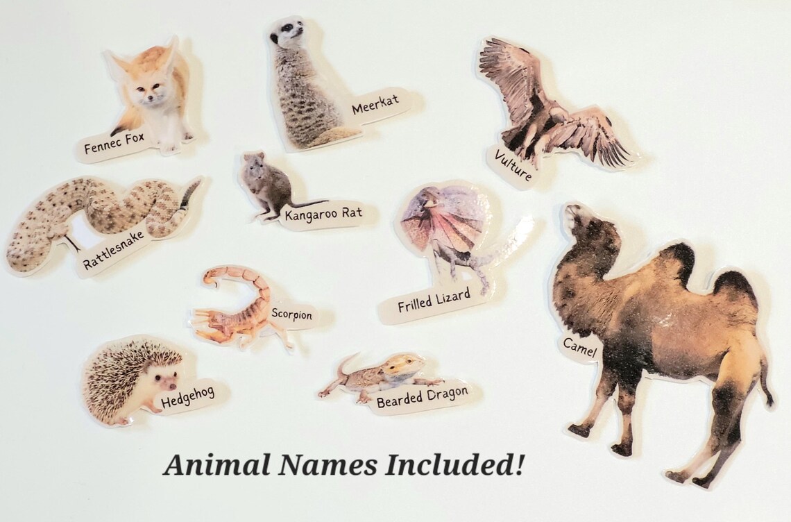 Desert Animals Sorting Activity Kindergarten Homeschool Biology Cut and ...