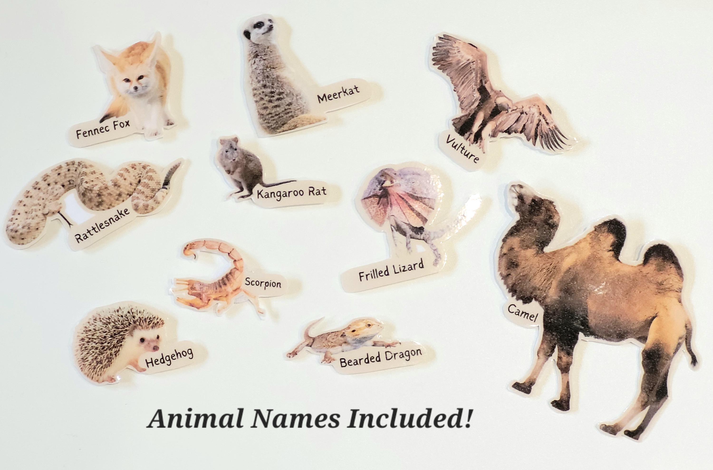 Desert Animals Sorting Activity Kindergarten Homeschool Biology Cut and ...