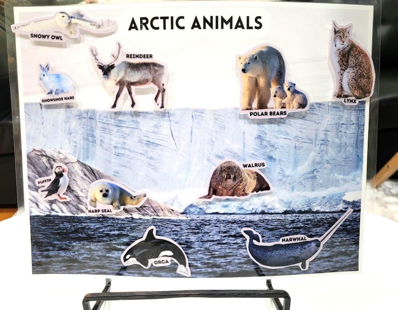 Arctic Animals, Tundra Biome, Polar Animal Sorting Activity ...