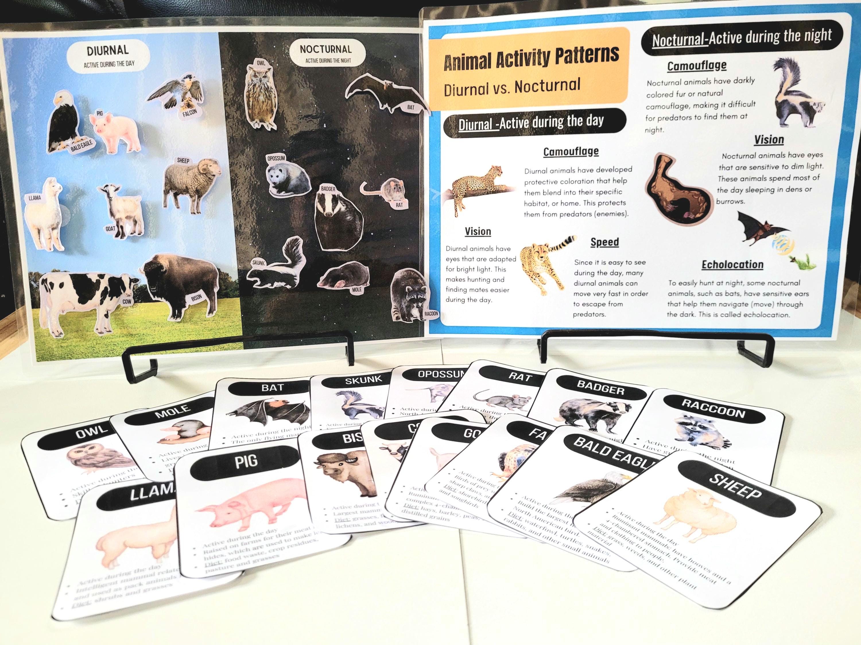 Nocturnal Animals Flash Card and Matching Activity, Montessori, Night ...