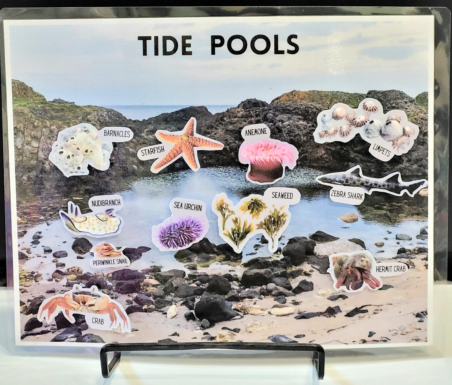 Ocean Animals Tide Pools Sorting Activity Kindergarten Homeschool ...
