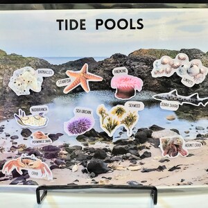 Ocean Animals Tide Pools Sorting Activity Kindergarten Homeschool ...