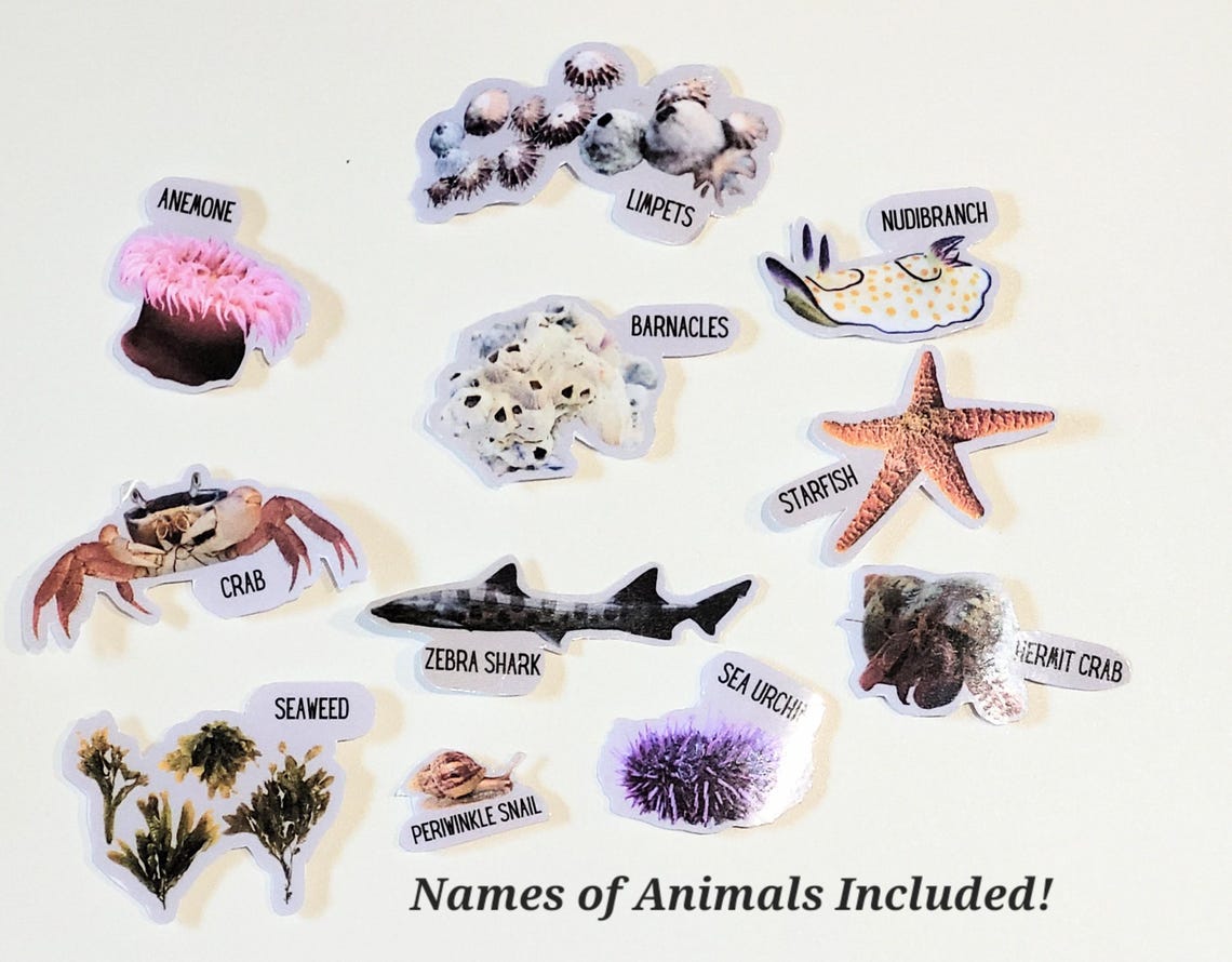 Ocean Animals Tide Pools Sorting Activity Kindergarten Homeschool ...