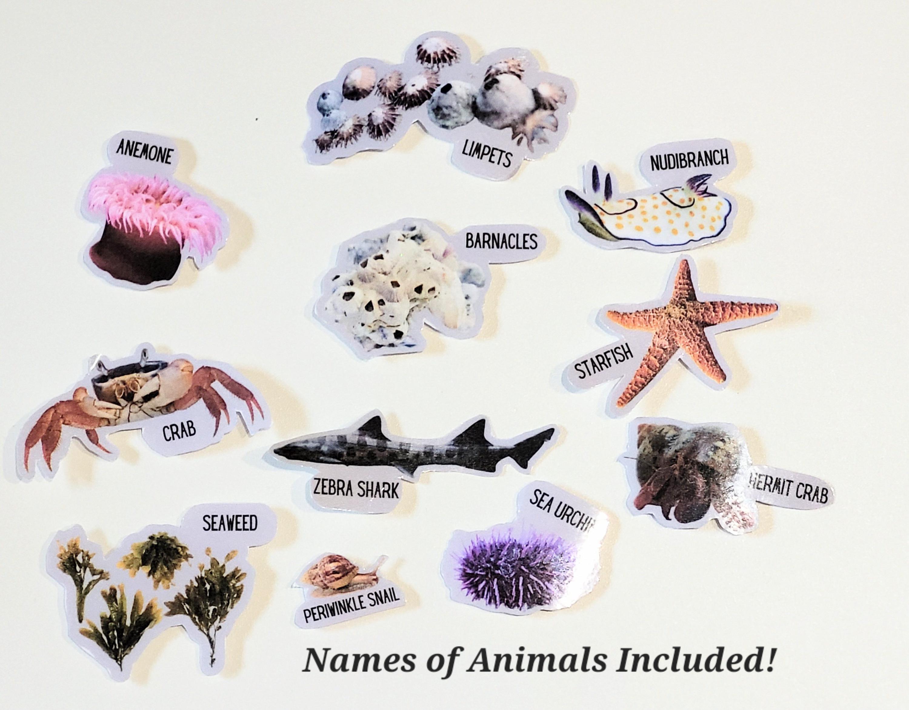 Ocean Animals Tide Pools Sorting Activity Kindergarten Homeschool ...