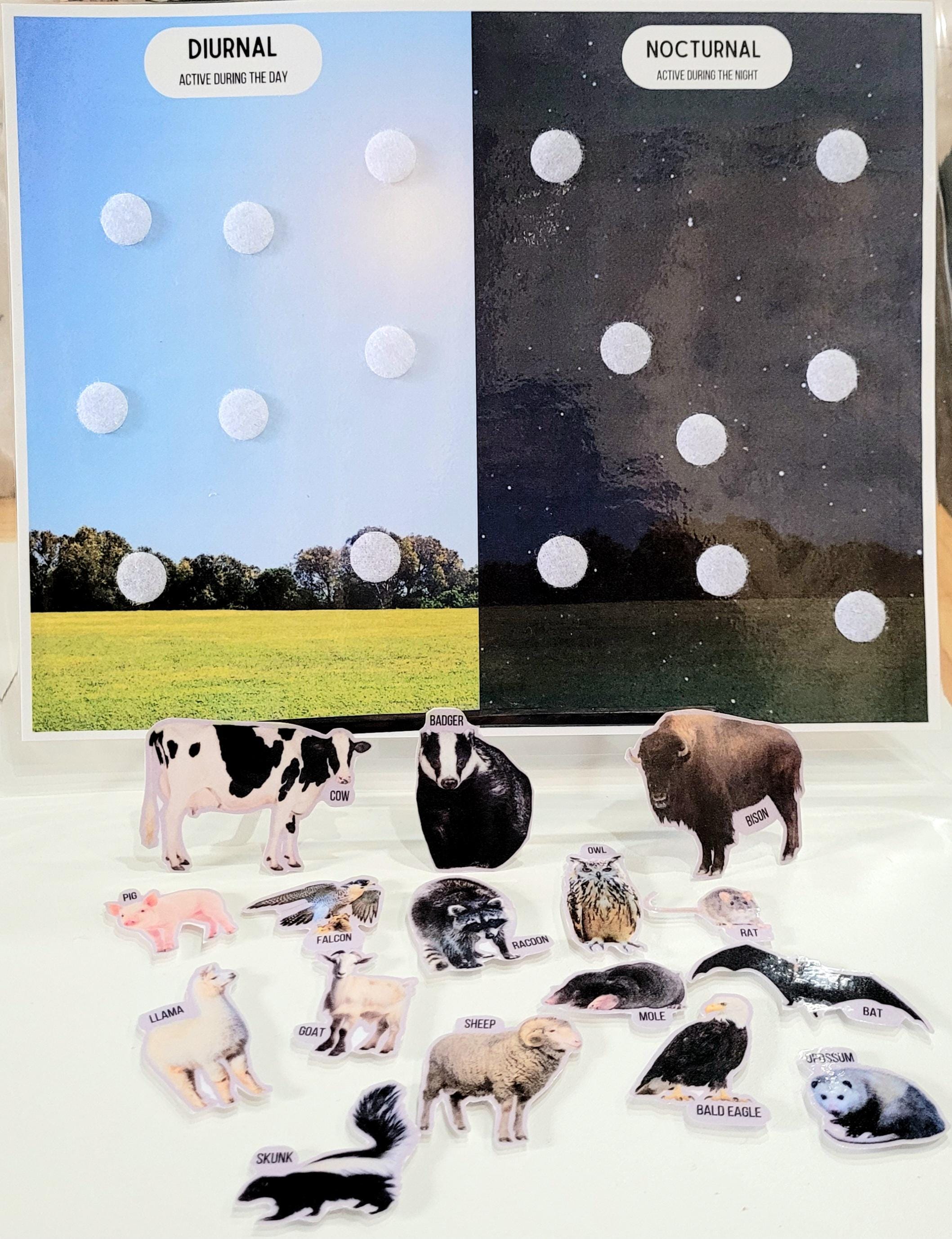 Nocturnal Animals Flash Card and Matching Activity, Montessori, Night ...