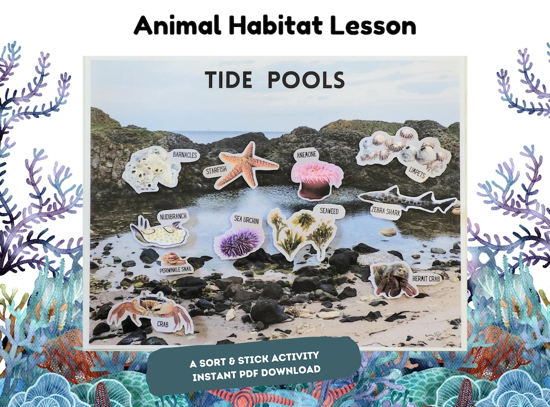 Ocean Animals Tide Pools Sorting Activity Kindergarten Homeschool ...