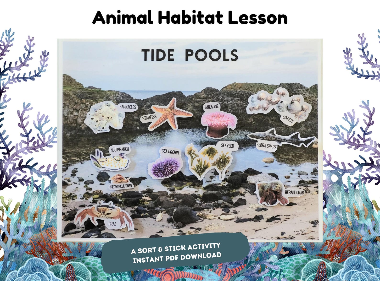 Ocean Animals Tide Pools Sorting Activity Kindergarten Homeschool ...