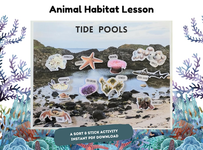 Ocean Animals Tide Pools Sorting Activity Kindergarten Homeschool ...