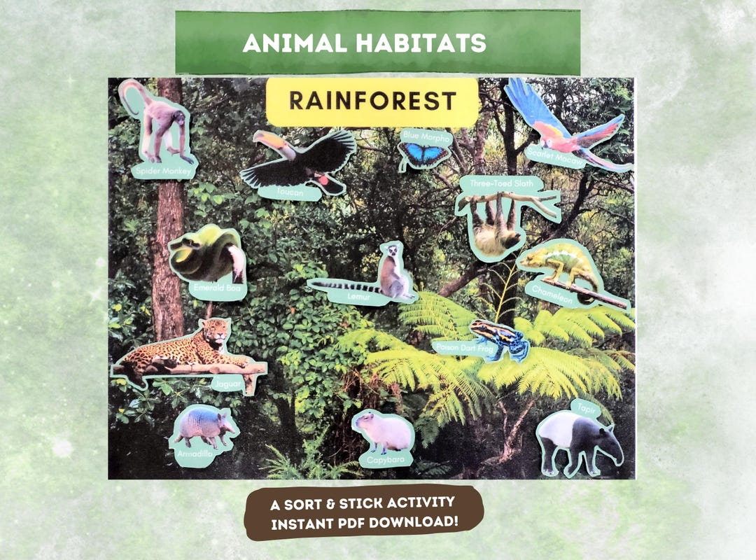 Rainforest Animal Habitat Sorting Activity Kindergarten Homeschool ...