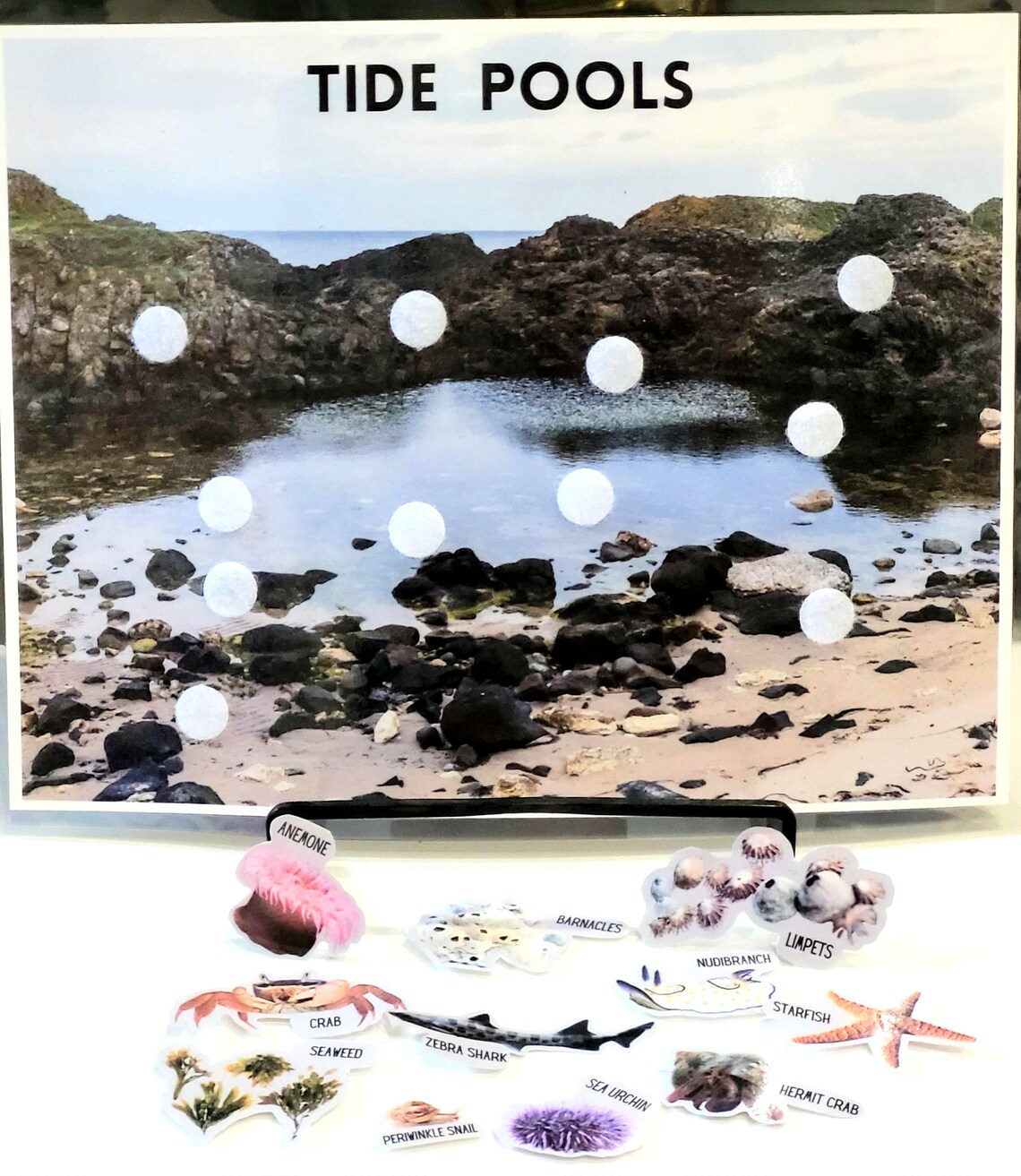Ocean Animals Tide Pools Sorting Activity Kindergarten Homeschool ...