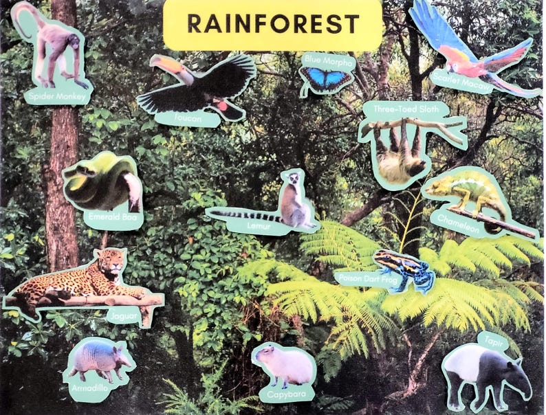 Rainforest Animal Habitat Sorting Activity Kindergarten Homeschool ...
