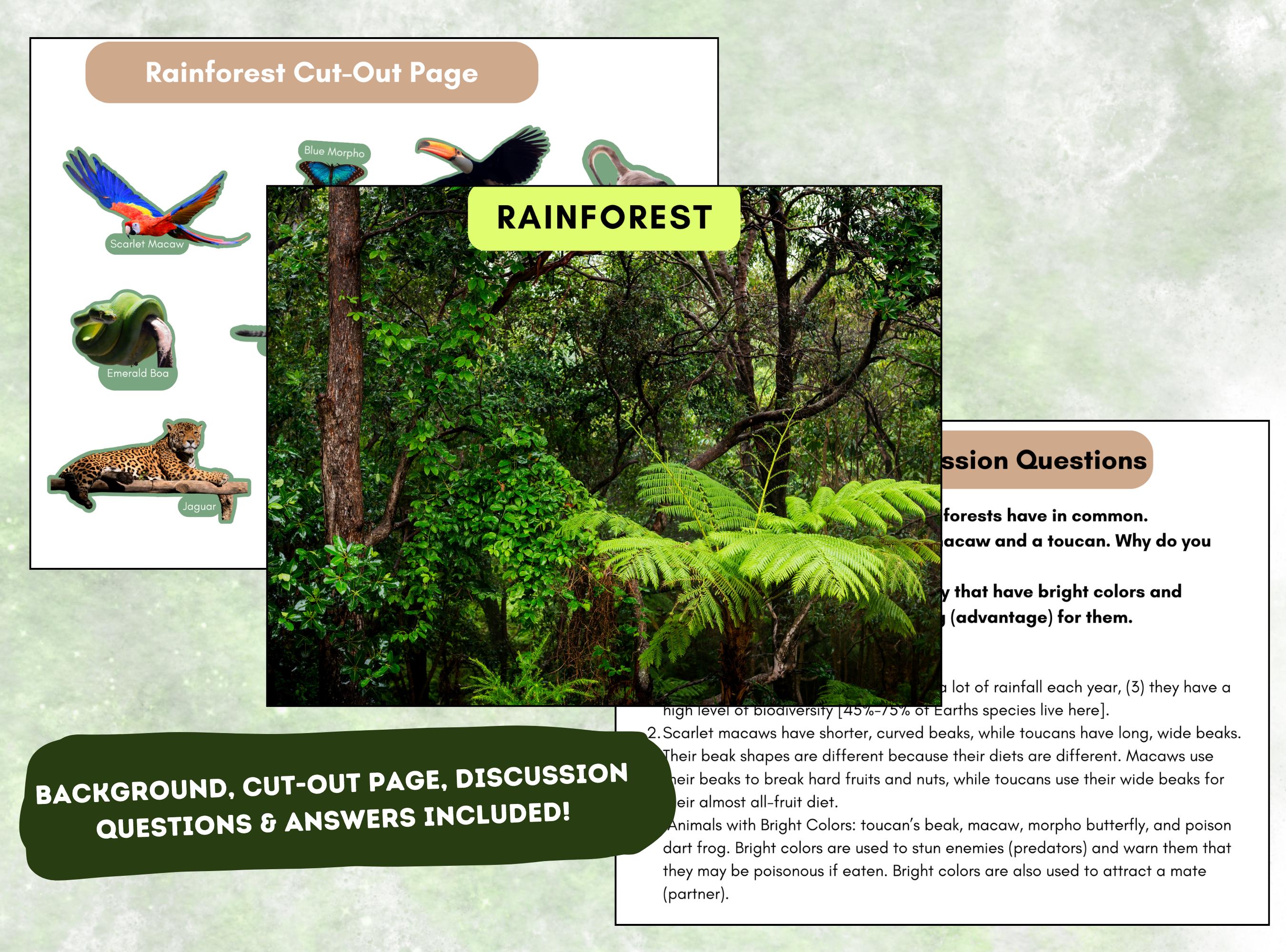 Rainforest Animal Habitat Sorting Activity Kindergarten Homeschool ...