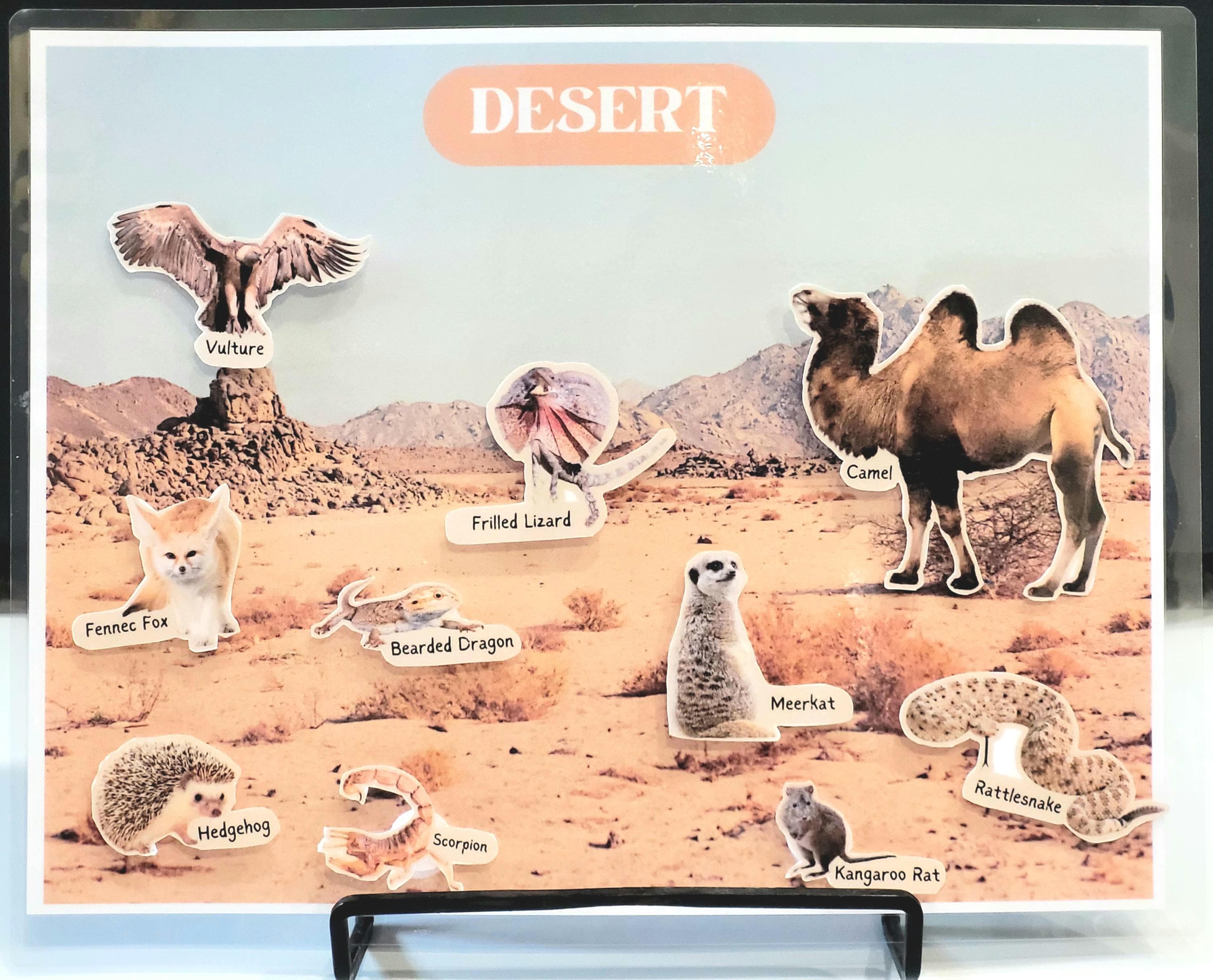 Desert Animals Sorting Activity Kindergarten Homeschool Biology Cut and ...