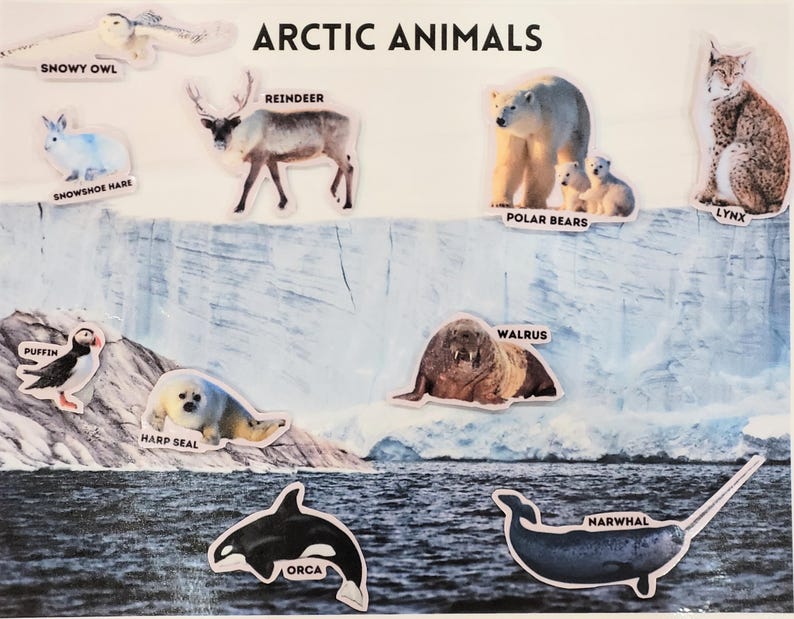Arctic Animals, Tundra Biome, Polar Animal Sorting Activity ...