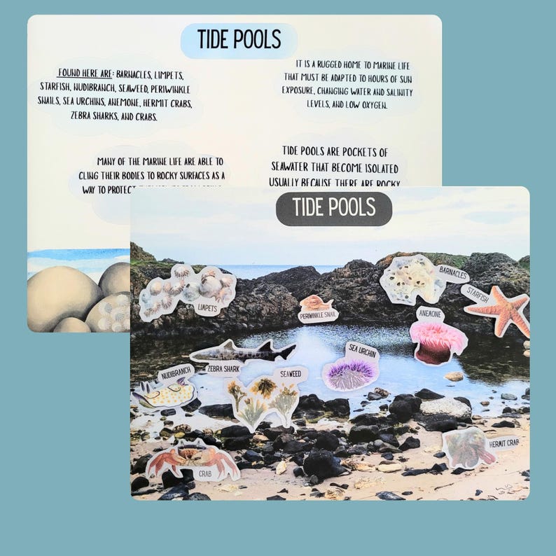 Ocean Animals Habitat Activity Busy Book Aquatic Animal Ecosystems ...