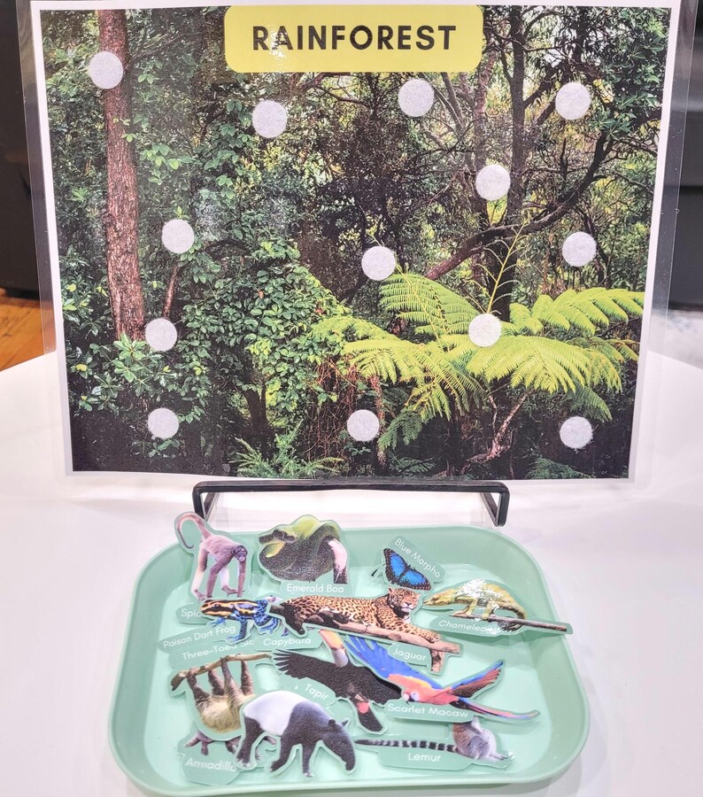 Rainforest Animal Habitat Sorting Activity Kindergarten Homeschool ...