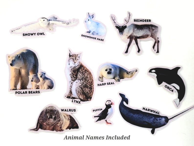 Arctic Animals, Tundra Biome, Polar Animal Sorting Activity ...