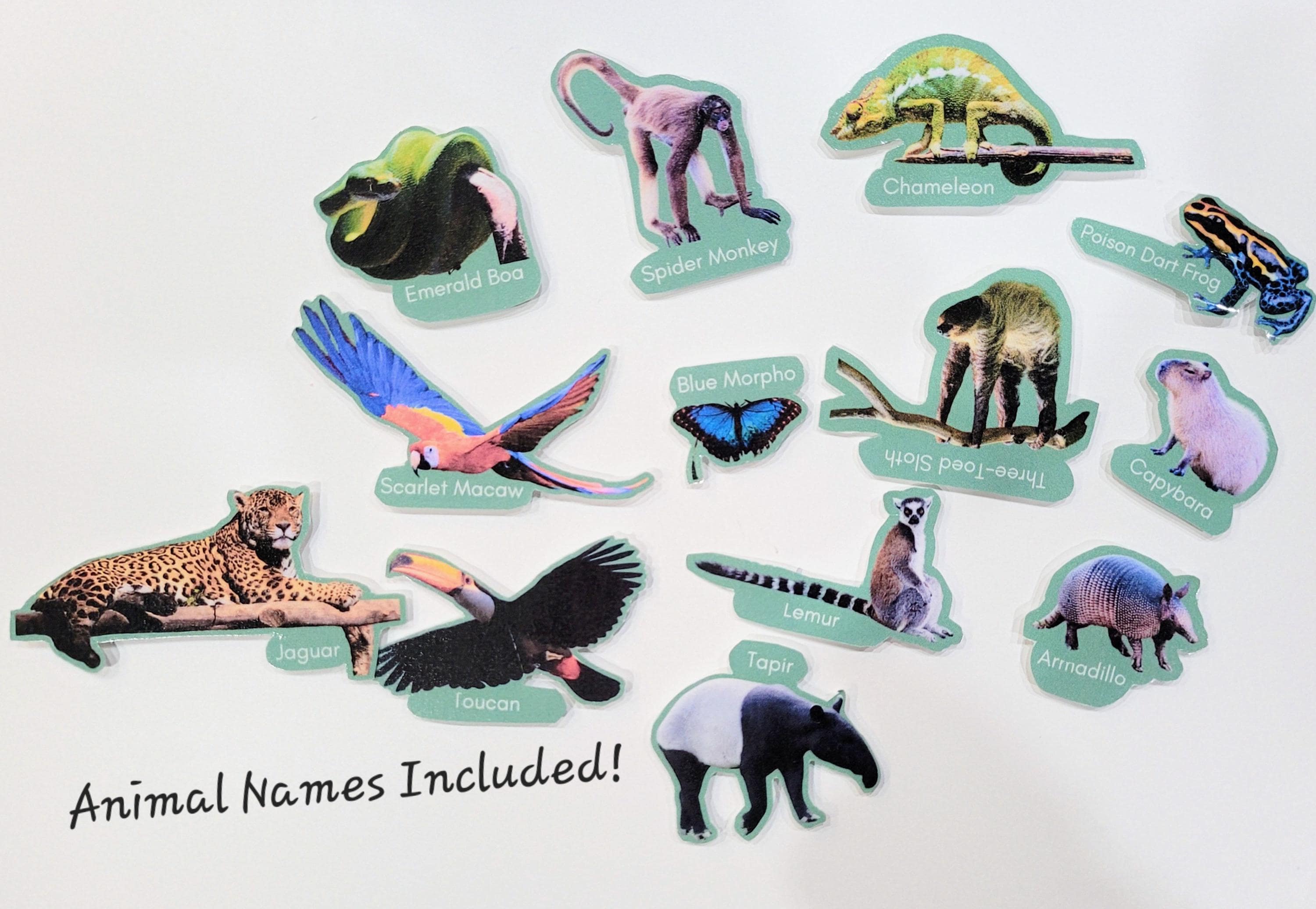 Rainforest Animal Habitat Sorting Activity Kindergarten Homeschool ...