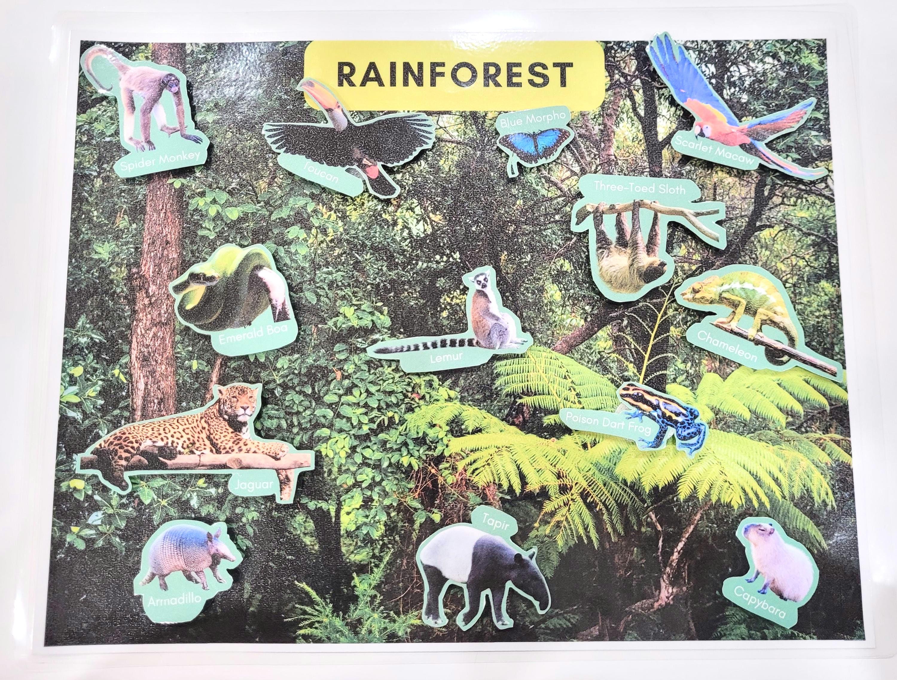 Rainforest Animal Habitat Sorting Activity Kindergarten Homeschool ...