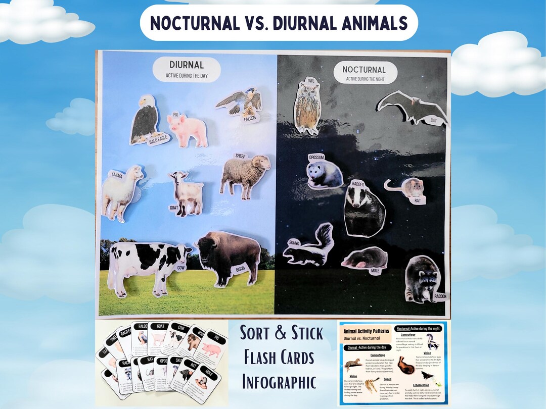 Nocturnal Animals Flash Card and Matching Activity, Montessori, Night ...