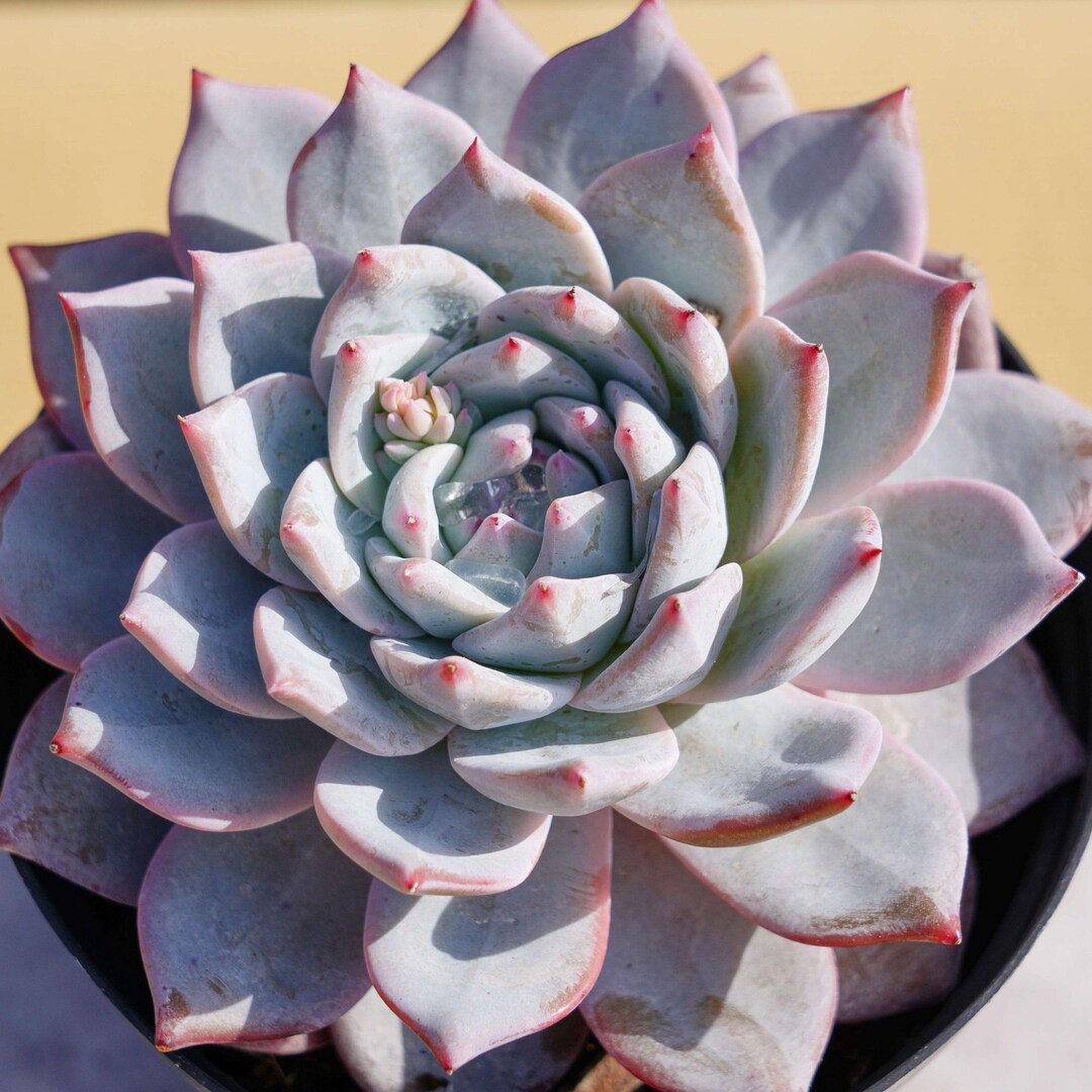 Echeveria Blue Bird - Charming Succulent: Your Ideal Indoor Greenery - Etsy