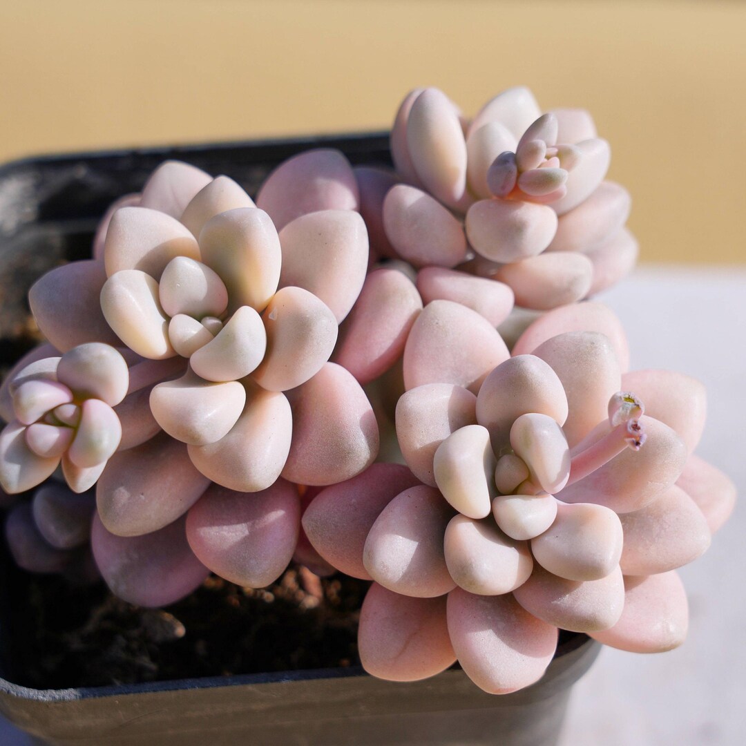 Graptopetalum Ellen - Charming Succulent: Your Ideal Indoor Greenery - Etsy