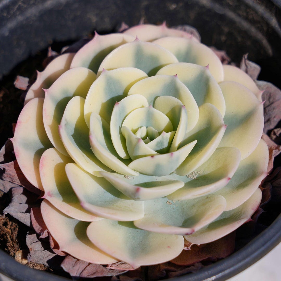 Echeveria Lenore Dean - Charming Succulent: Your Ideal Indoor Greenery ...