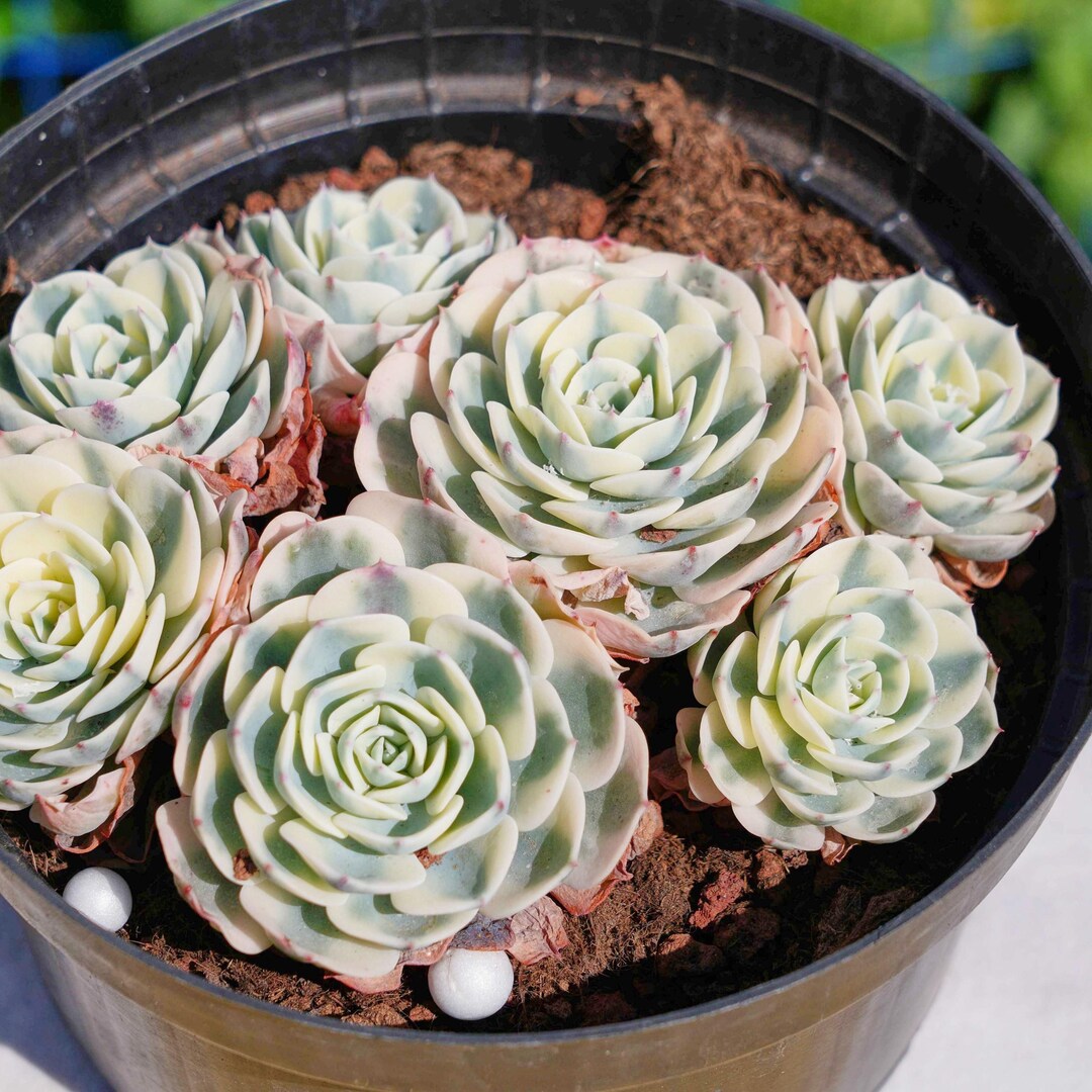 Echeveria Lenore Dean Variegated - Charming Succulent: Your Ideal Indoor Greenery - Etsy