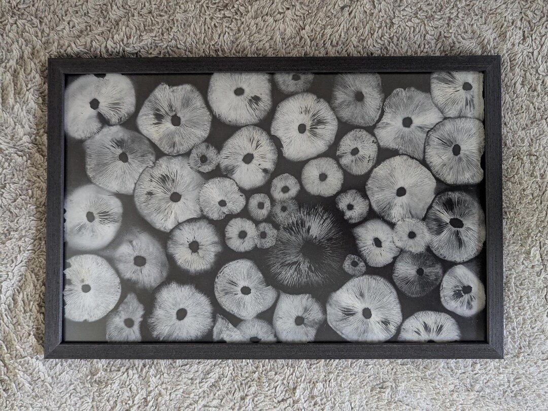 Mushroom Spore Print Wall Art, Real Foraged Fungi Poster, Unique Nature ...