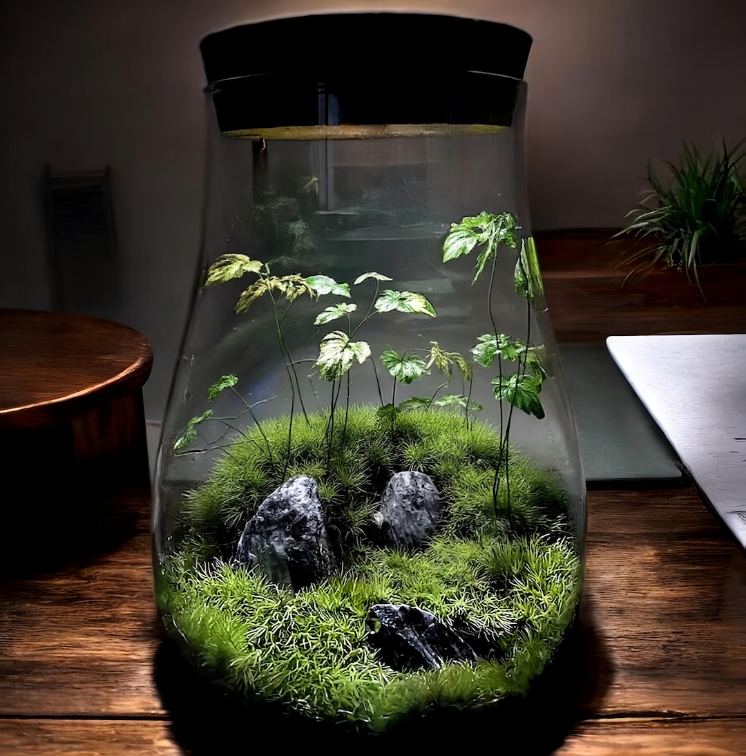 Handmade Water Droplet Glass Terrarium With Cork Lid – Micro Garden ...
