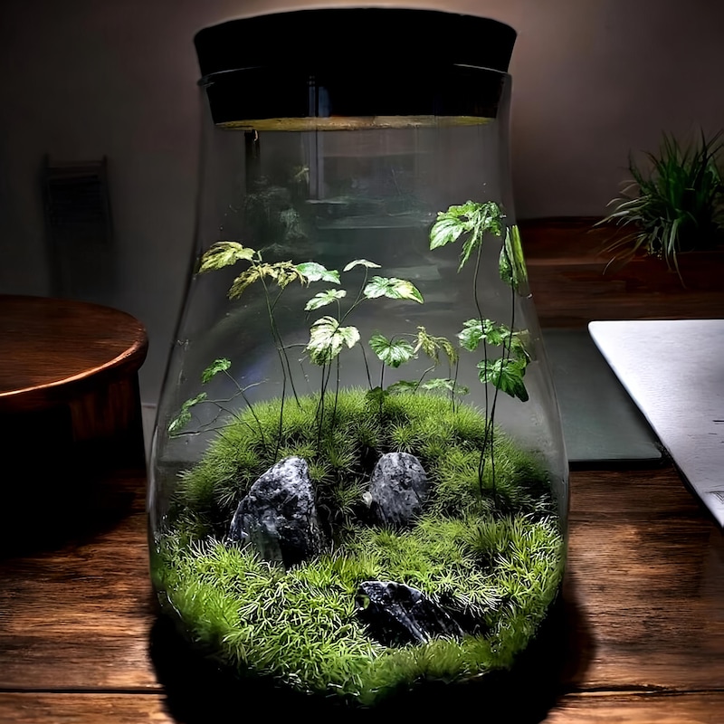 Desktop Terrarium - Etsy