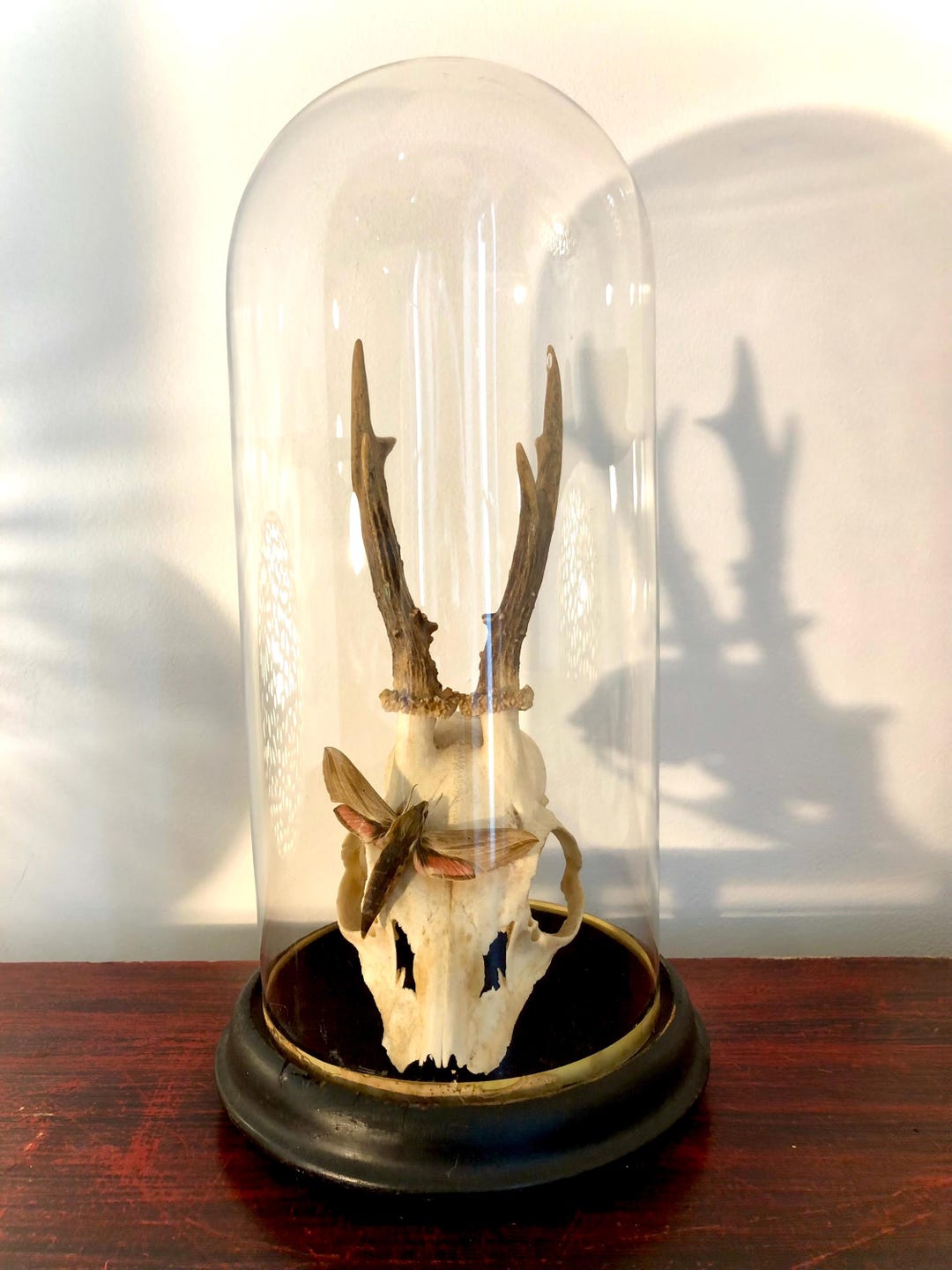 Roe Deer Scull With Moth in Antique Glass Dome - Etsy