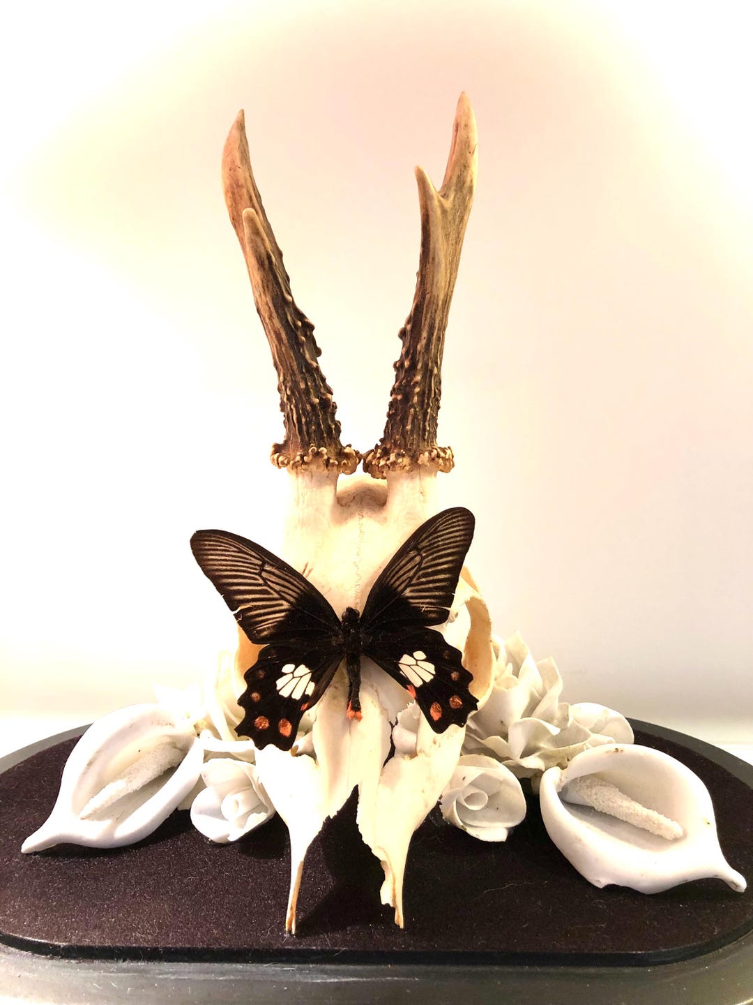 Roe Deer Scull Inside Glass Dome With Antique Bisque Porcelain Flowers ...
