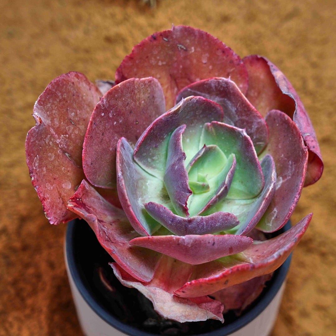 Succulent Delight A Perfect Green Companion Echeveria Suyon - Etsy