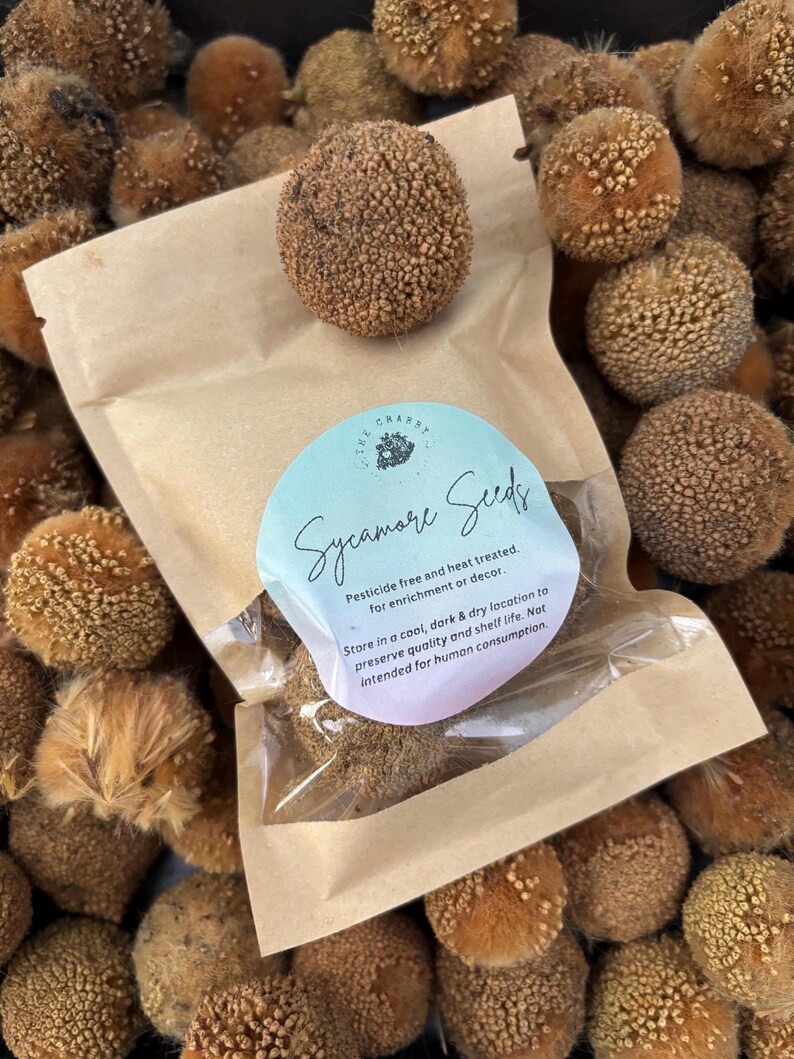 Sycamore Seed Pods | Enrichment | Hermit Crabs - Etsy