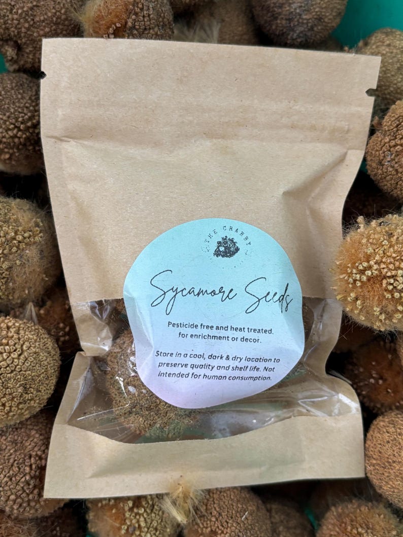 Sycamore Seed Pods | Enrichment | Hermit Crabs - Etsy
