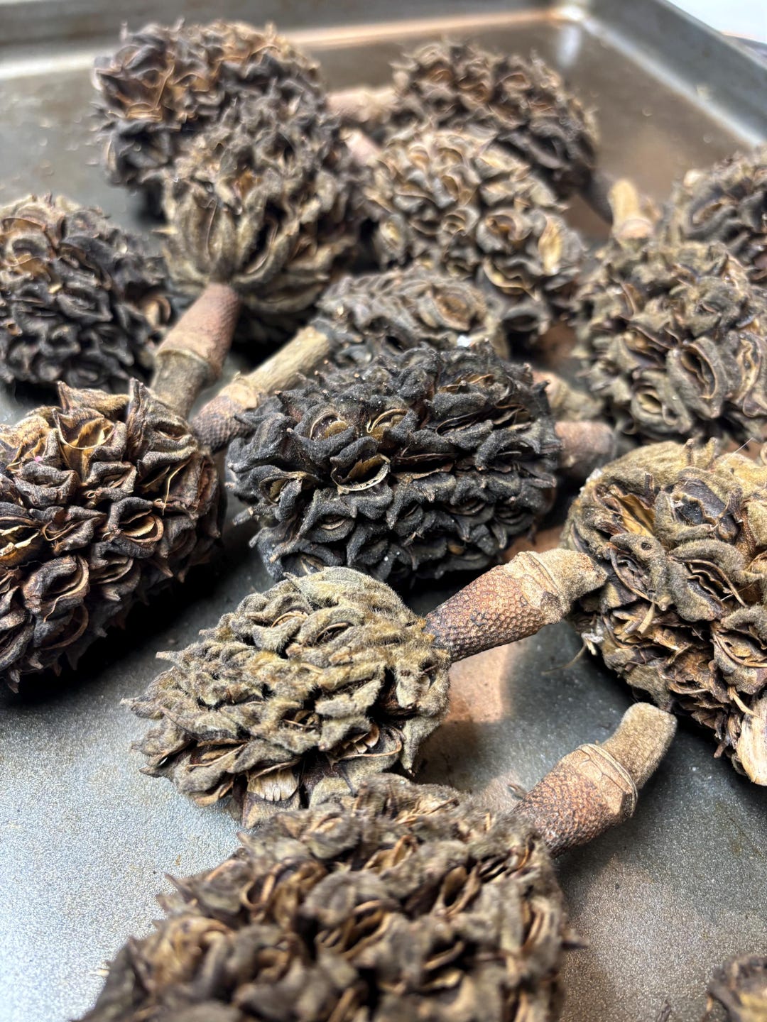 Magnolia Seed Pods: Natural Forage for Hermit Crabs - Etsy