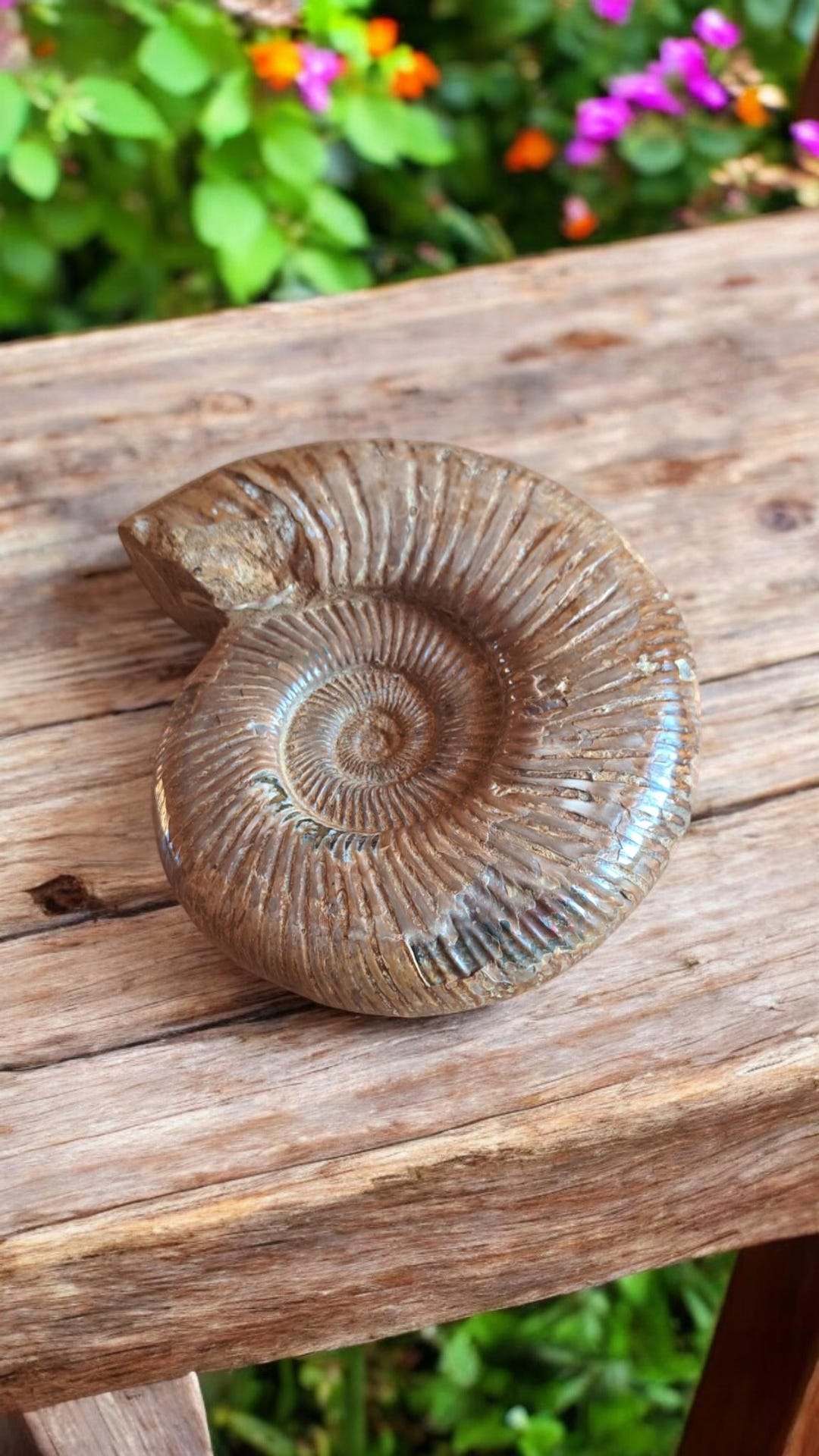 Very Large Ammonite Fossil Stunning Specimen 862g - Etsy