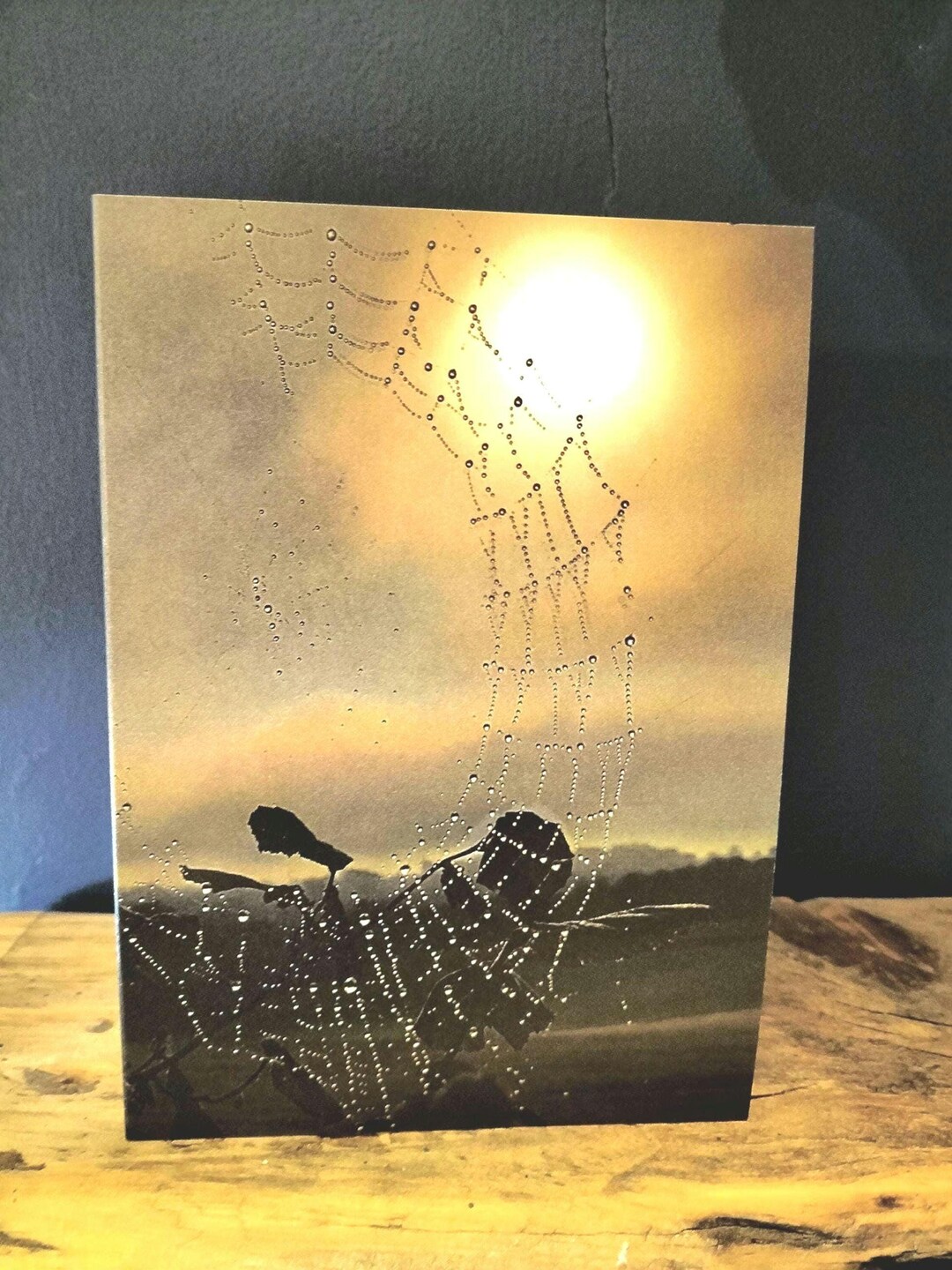 Nature Photo Card, Spider Web - Etsy