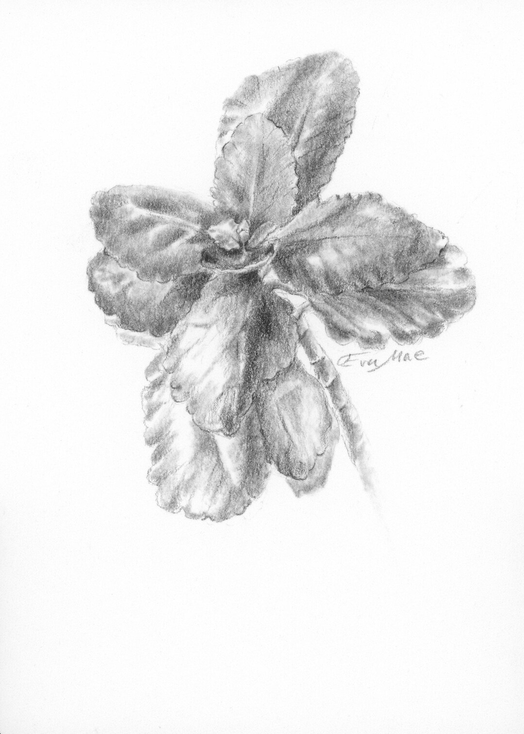 Botanical Drawing: Neverdie Kalanchoe (digital Download of Original ...