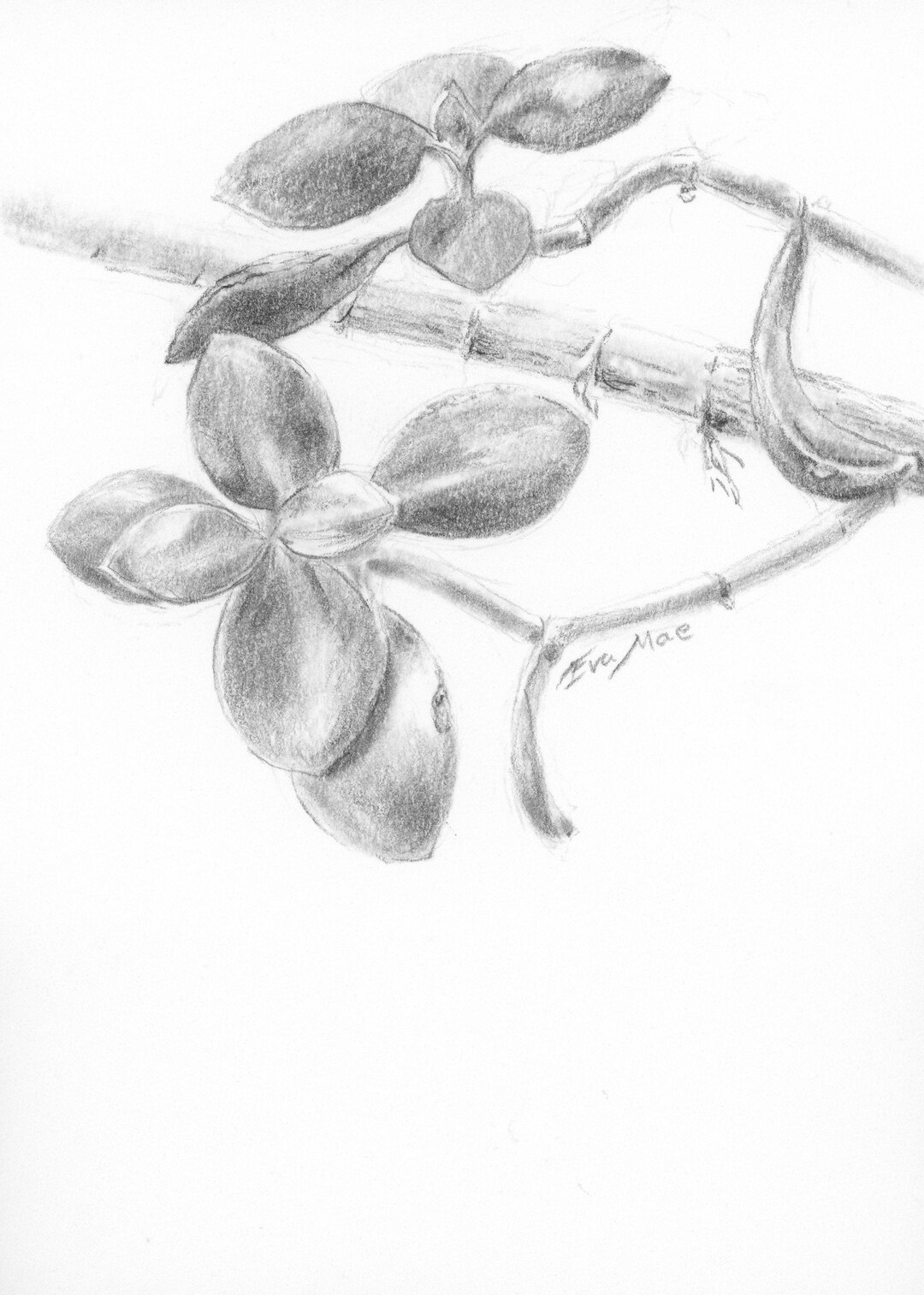 Botanical Drawing: Jade Plant (digital Download of Original Artwork) - Etsy