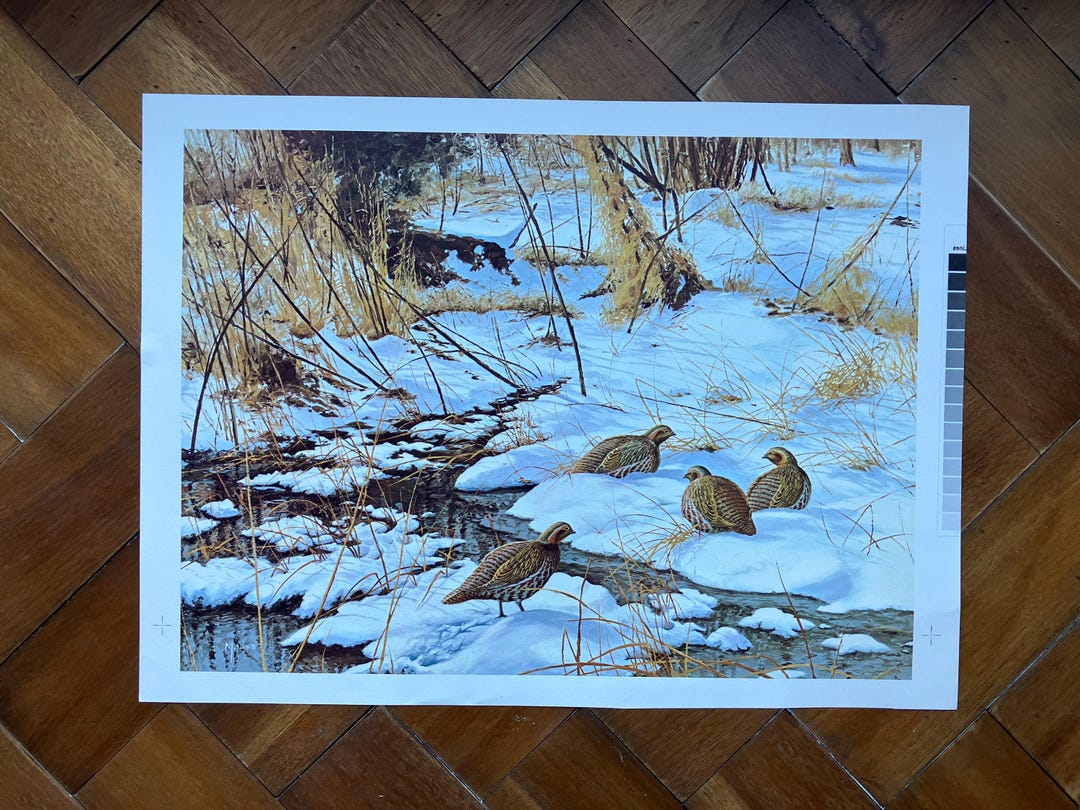 Vintage Art Lithograph Print David Maass Waterfowl Landscape Wildlife ...