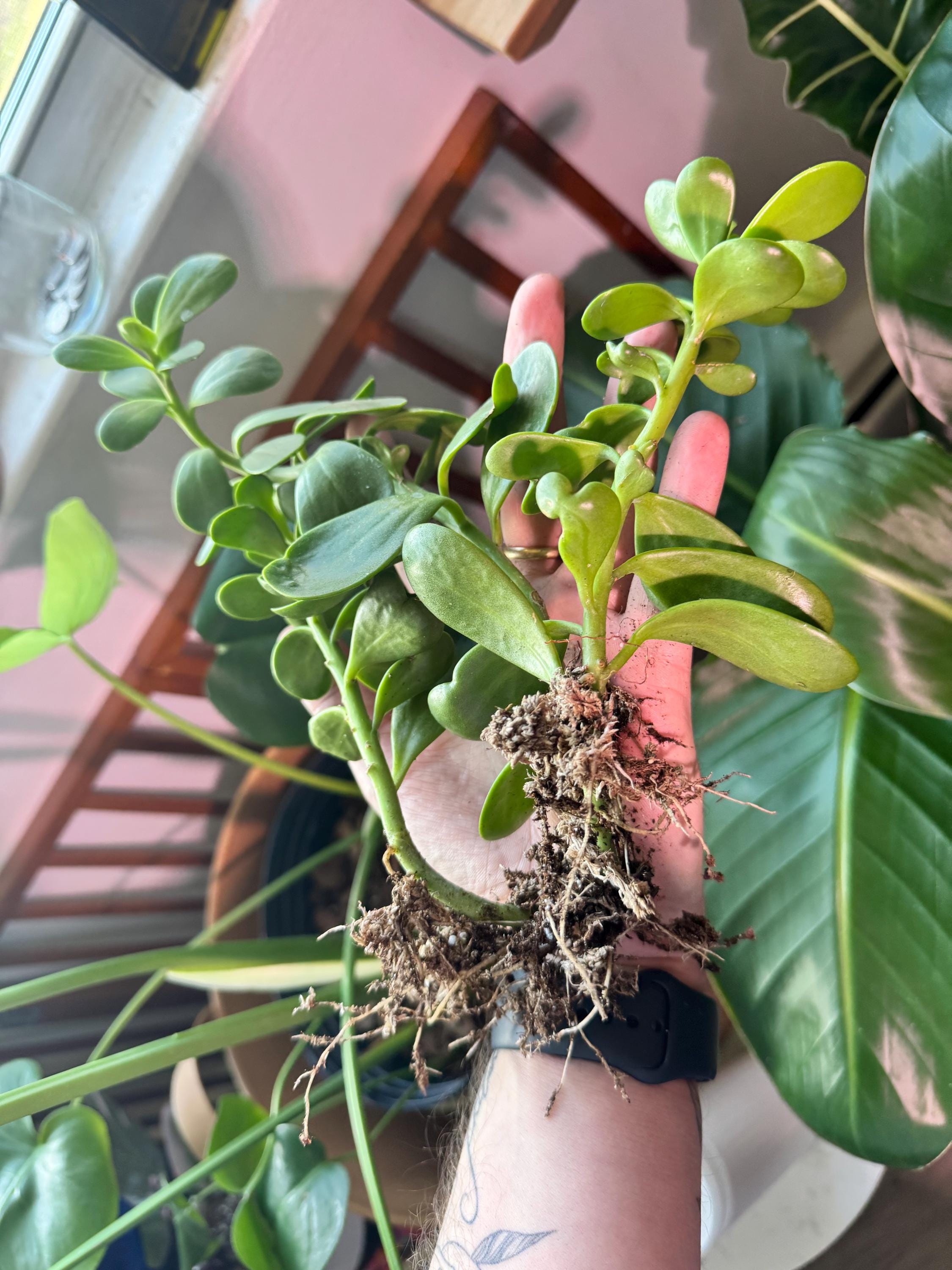 Hanging Jade Plant That I Made From My Mama Hanging Jade. Fully ...