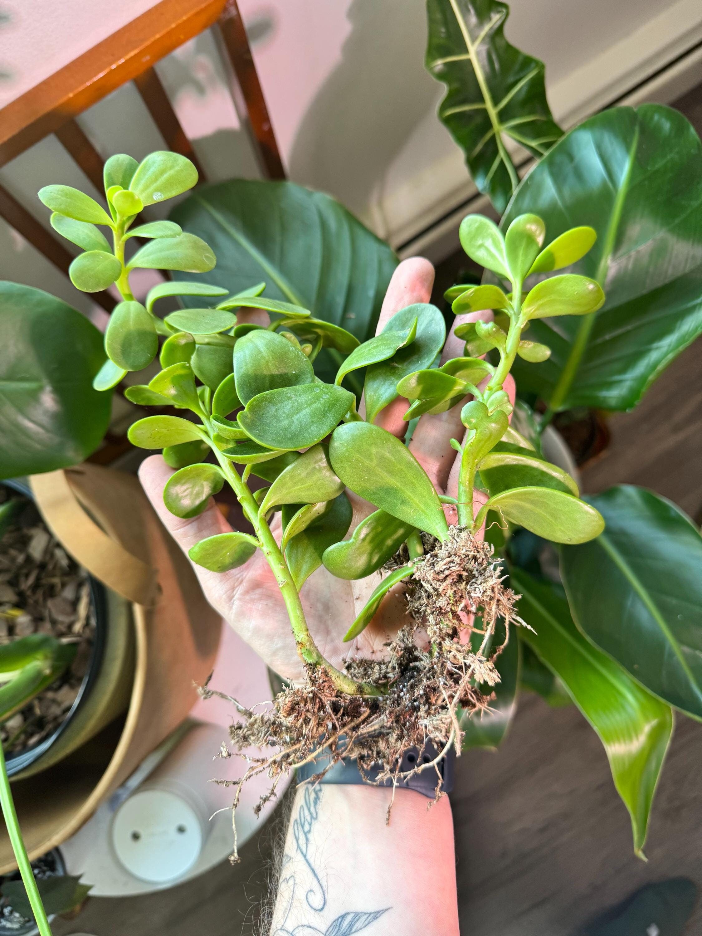 Hanging Jade Plant That I Made From My Mama Hanging Jade. Fully ...