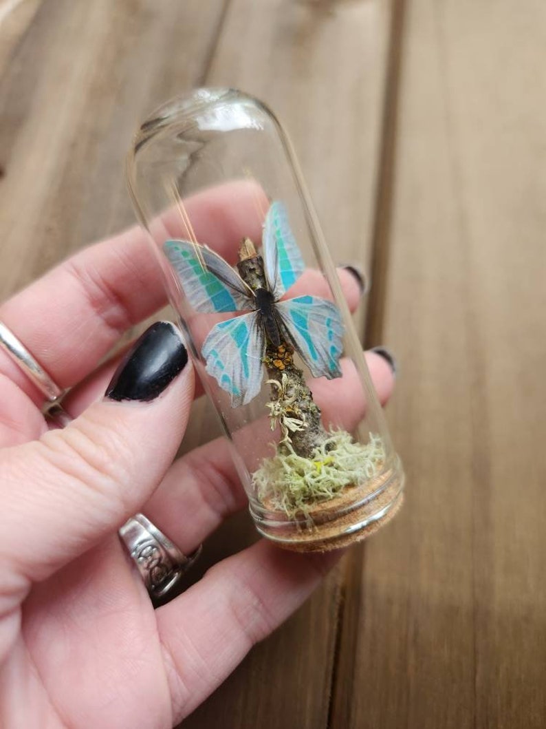 Mini Terrarium With Faux Butterfly Luna Moth Terrarium Small - Etsy
