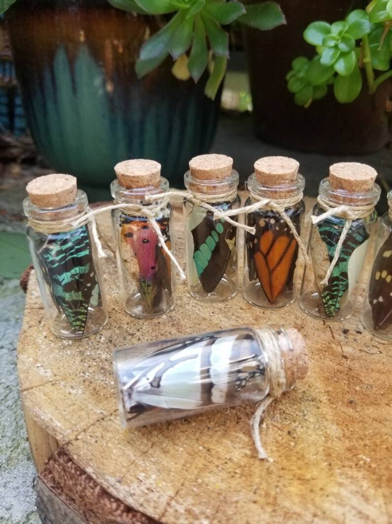 ONE JAR Med Glass Butterfly Wings in a Jar, Real Butterfly Wing ...