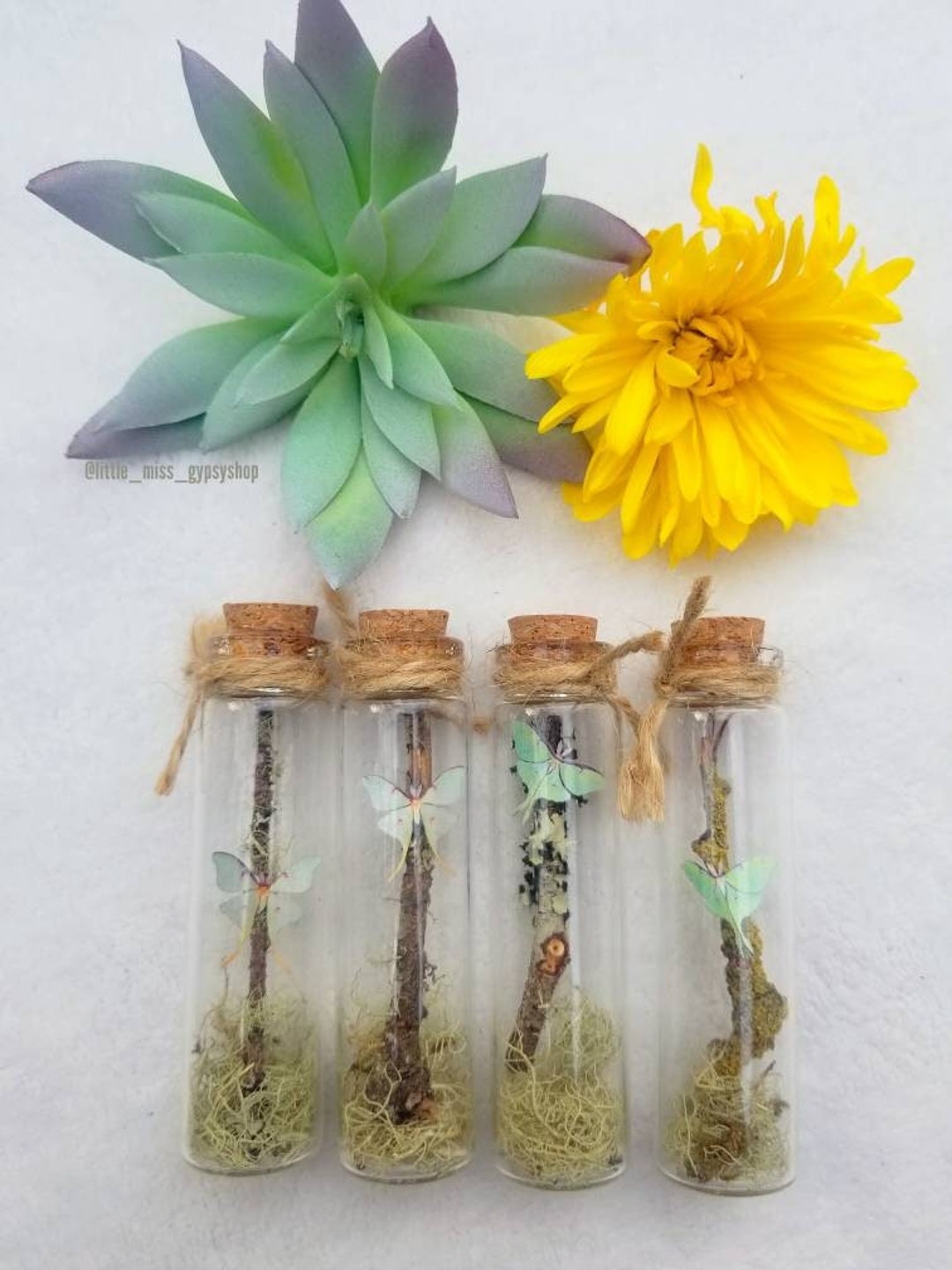 Mini Terrarium With Faux Luna Moth Luna Moth Terrarium Small - Etsy