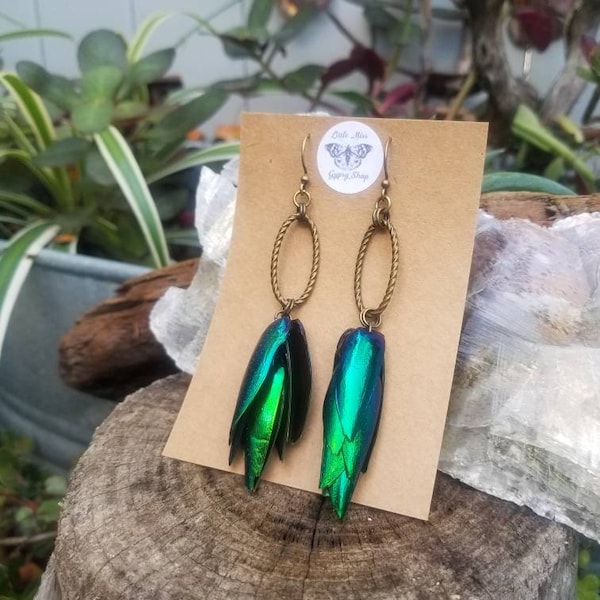 Beetle Carapace Jewelry - Etsy